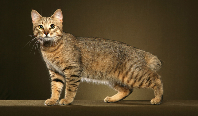Pixiebob Cat Breed Information