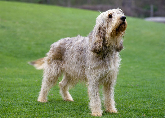 Otterhound Breed Information