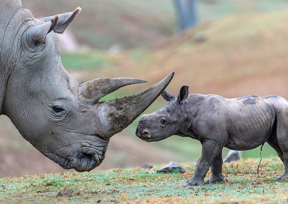 Cute Baby Animals: The Most Adorable Zoo Babies of 2015