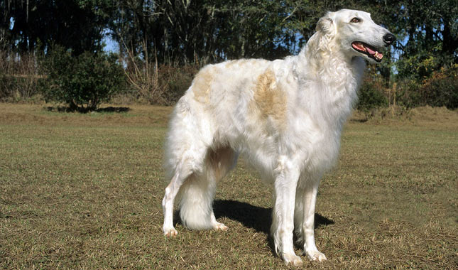 Borzoi Breed Information
