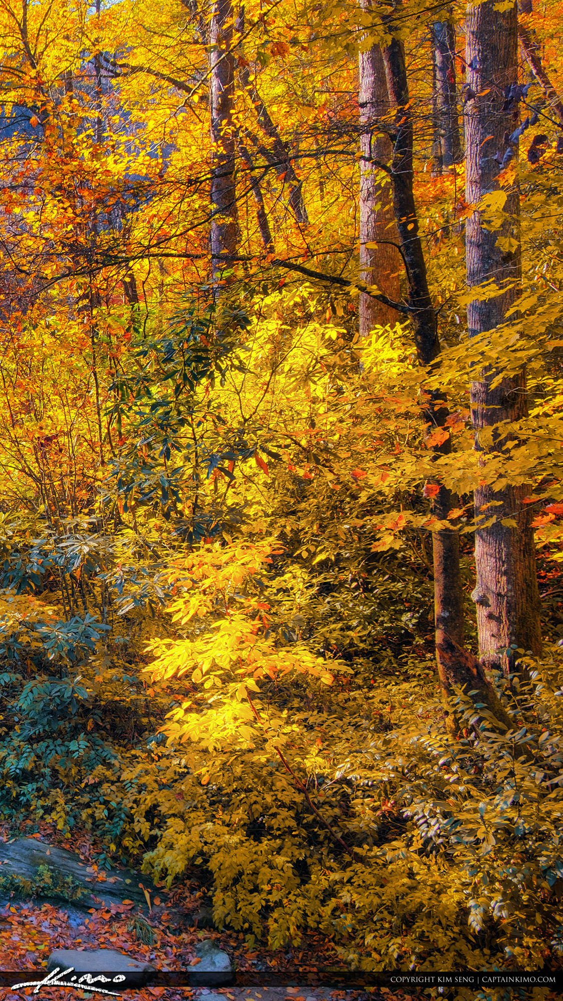 Fall Colors Brevard North Carolina Blue Ridge Mountain