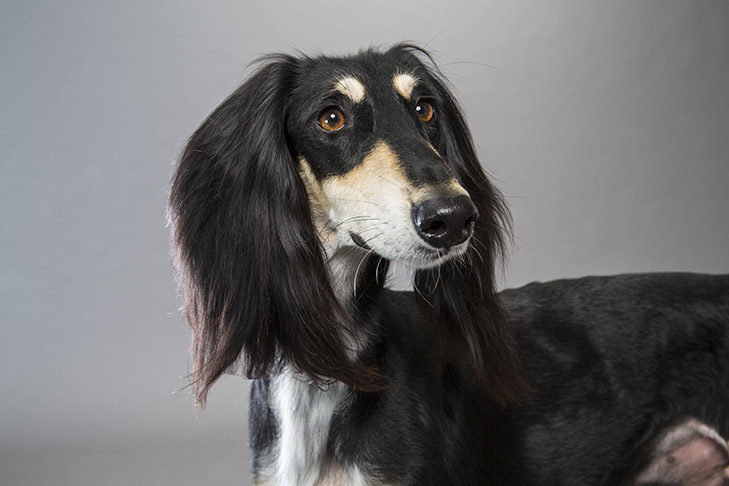 Saluki Dog Breed Information