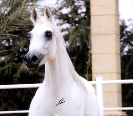 Sabeeha :: El Farida Stud