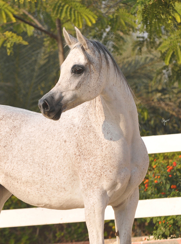 Imperial Kaavetah :: El Farida Stud