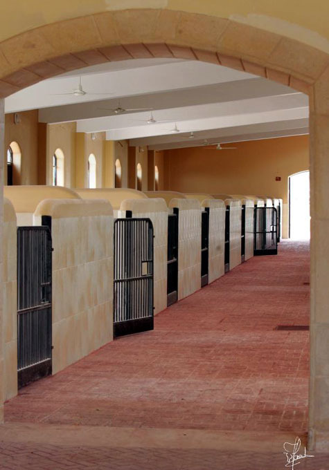 About ElFarida Stud :: El Farida Stud