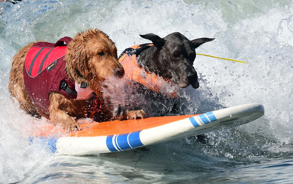 Surf Dogs Surf Dogs