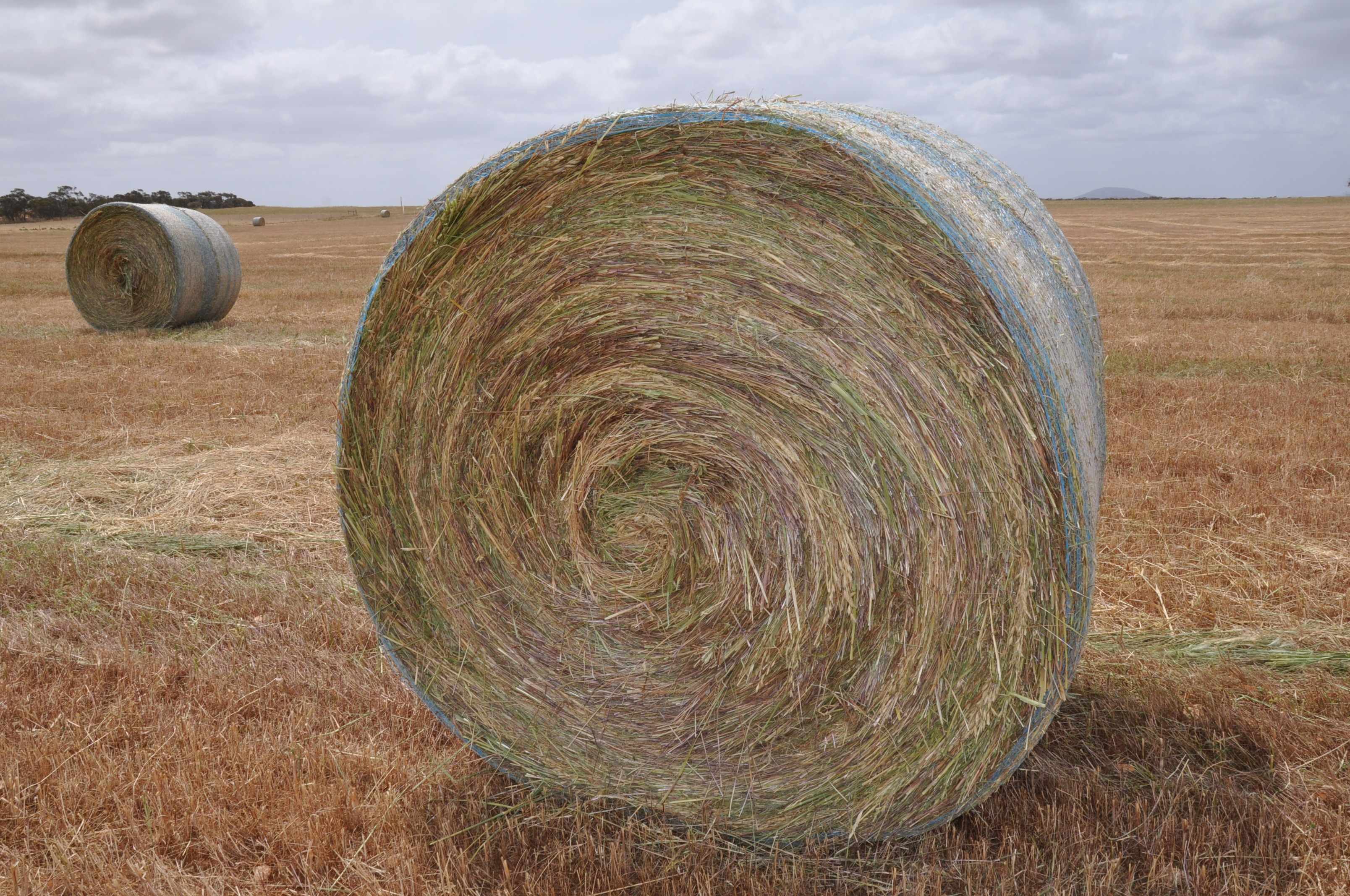 Certified Organic Large Round Oaten Hay Bales Hay Fodder Certified Organic Large Round Oaten Hay Bales Hay Fodder