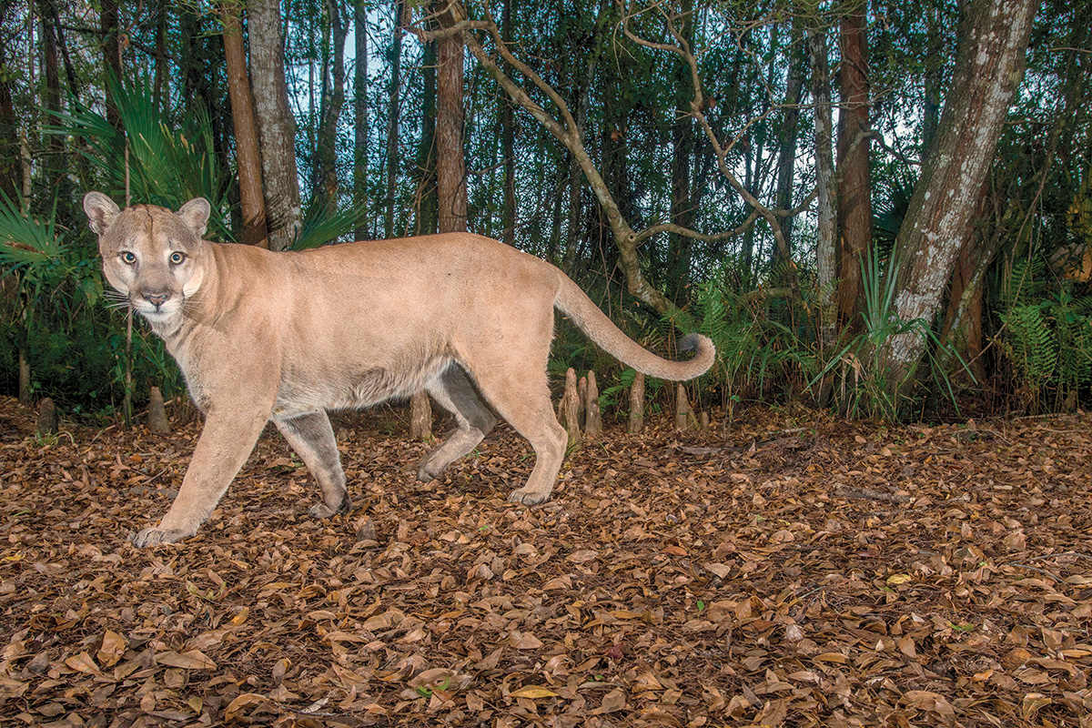 Where the Wild Things Are - Florida Trend | Feature