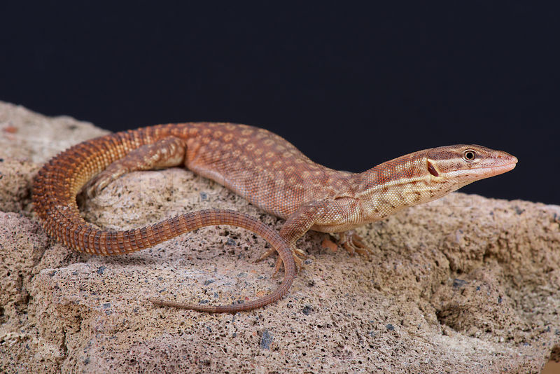 REPTILES4ALL | Spiny-tailed monitor (Varanus acanthurus)