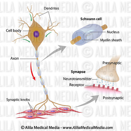 Alila Medical Media | Motor neuron with Schwann cell and synapse, labeled. | Medical illustration