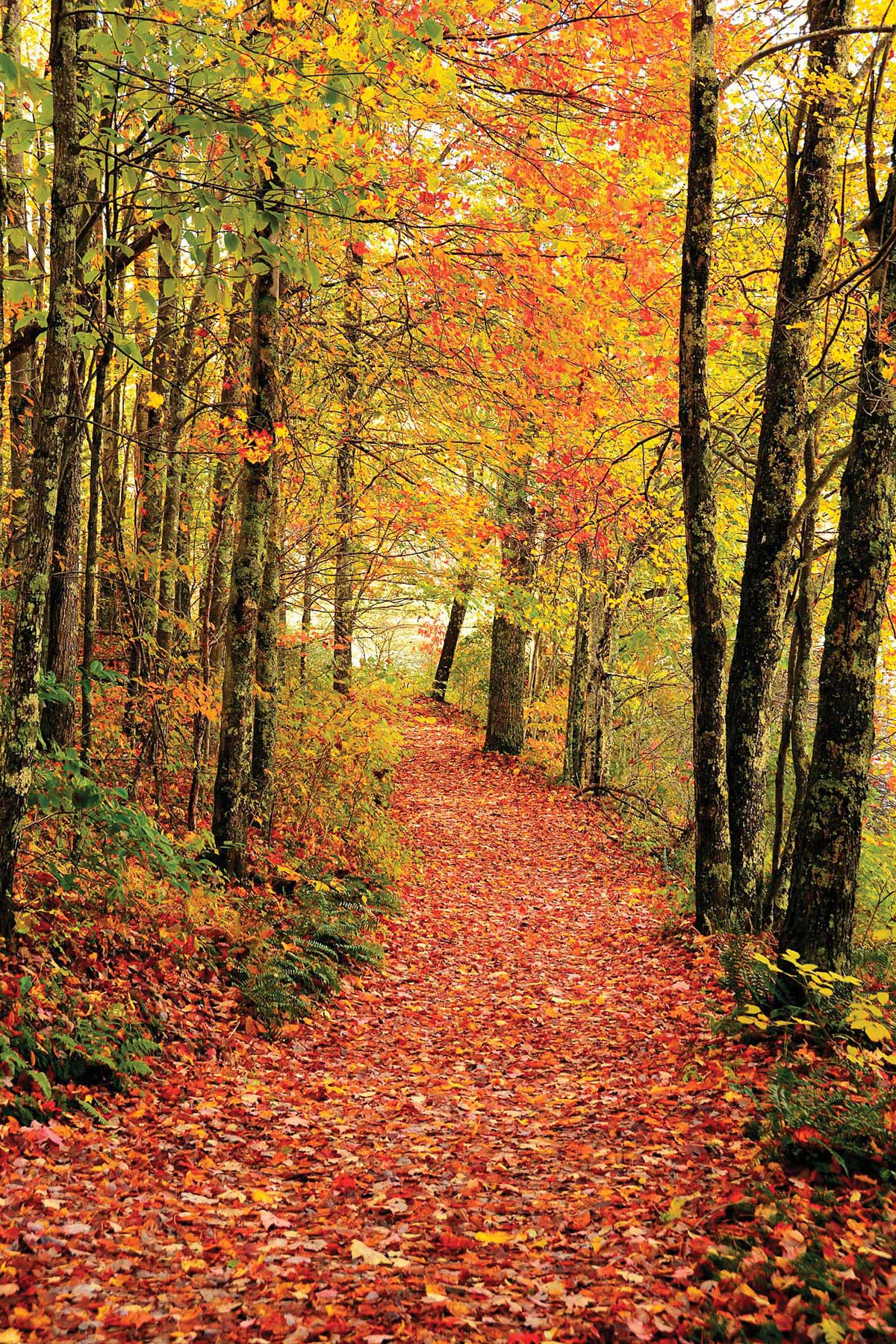 Fall Foliage Season Starts In West Virginia News Sports Jobs News Fall Foliage Season Starts In West Virginia News Sports Jobs News