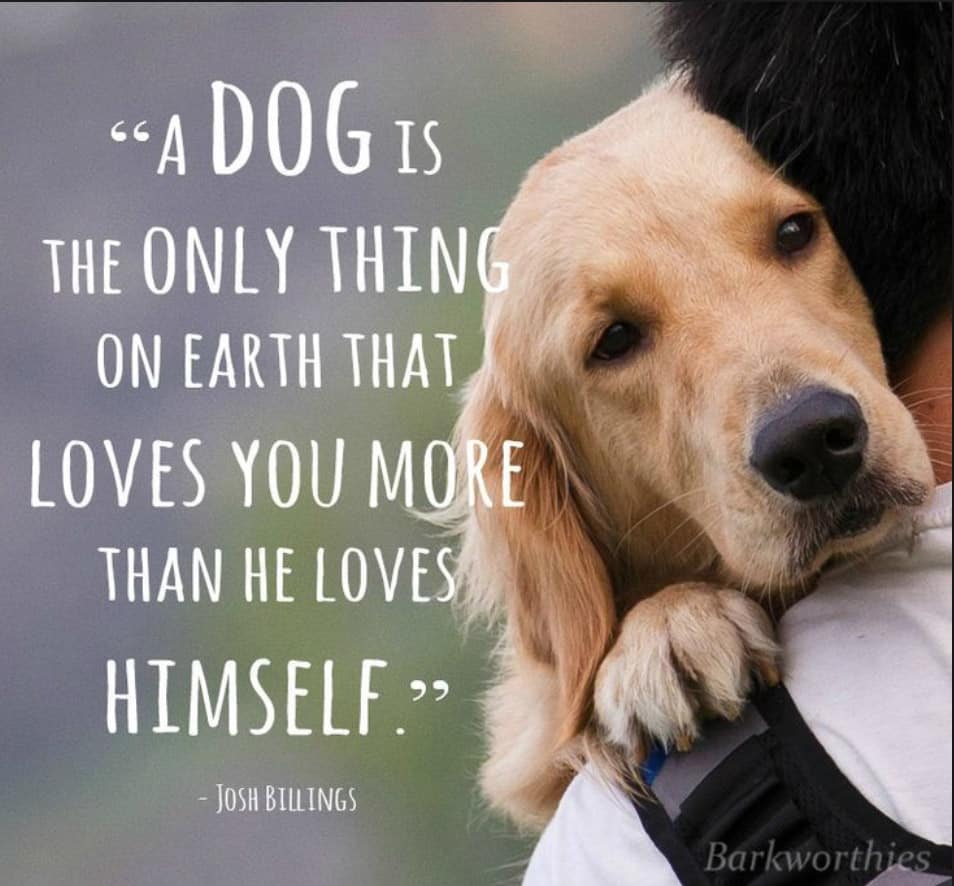 27 Inspirational Dog Quotes About Life And Love PlayBarkRun