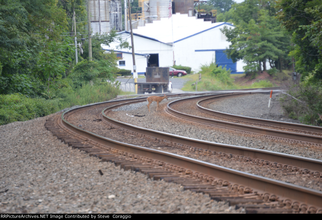 Crossing The Tracks.