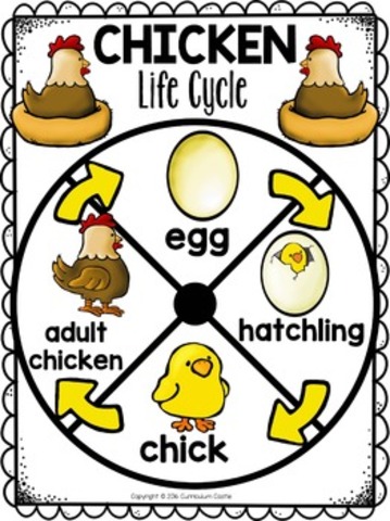 Life Cycle of a Chicken timeline | Timetoast timelines