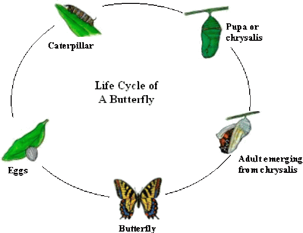 The Life-cycle of a butterfly timeline | Timetoast timelines