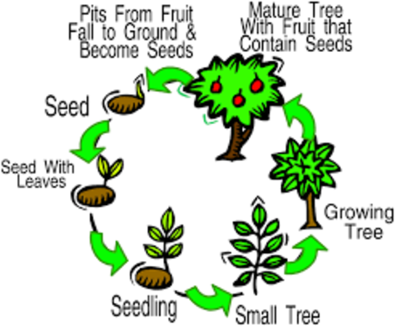 Growth and Development of Flowering Seeds timeline | Timetoast timelines