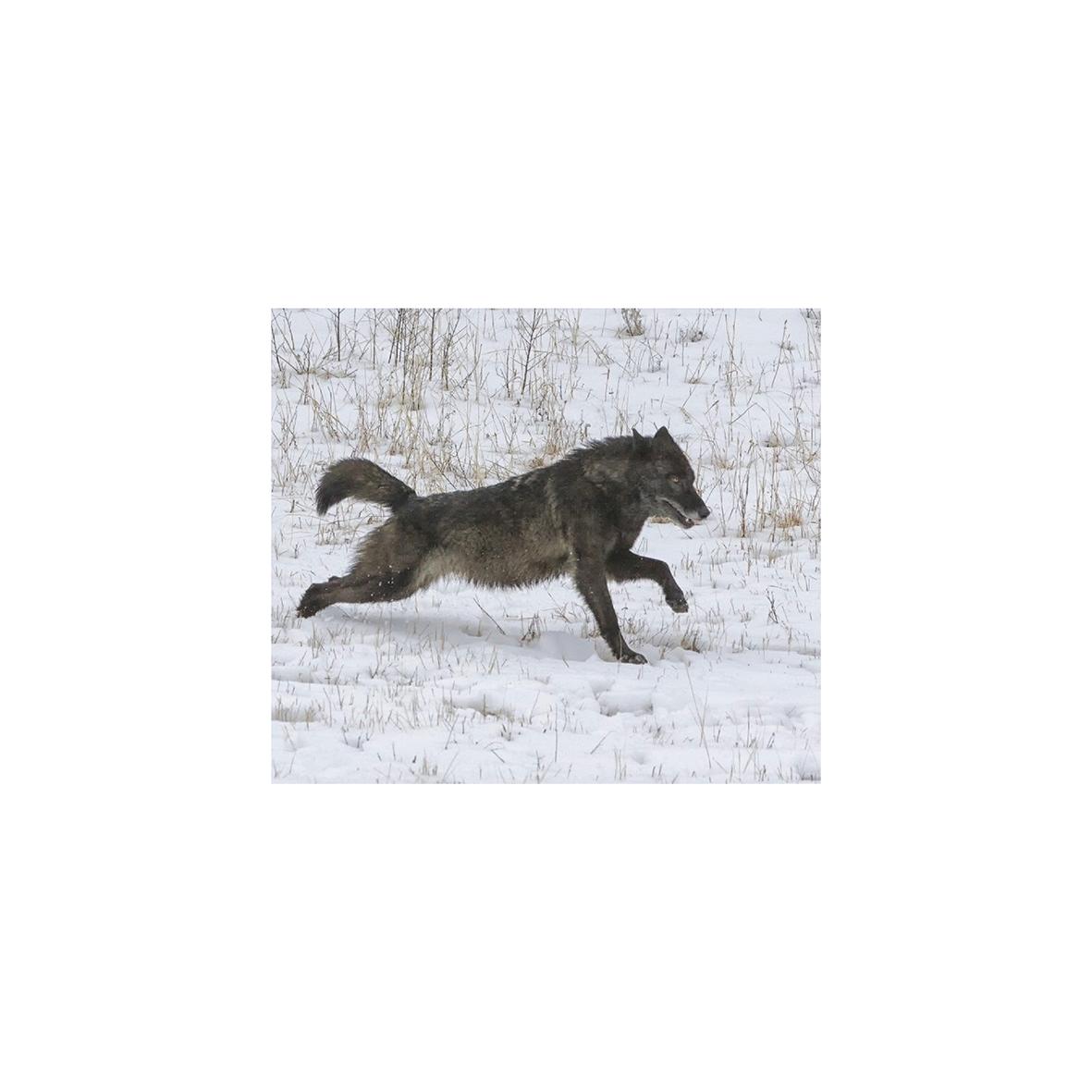 Sneaking Wolf | Skillshare Student Project