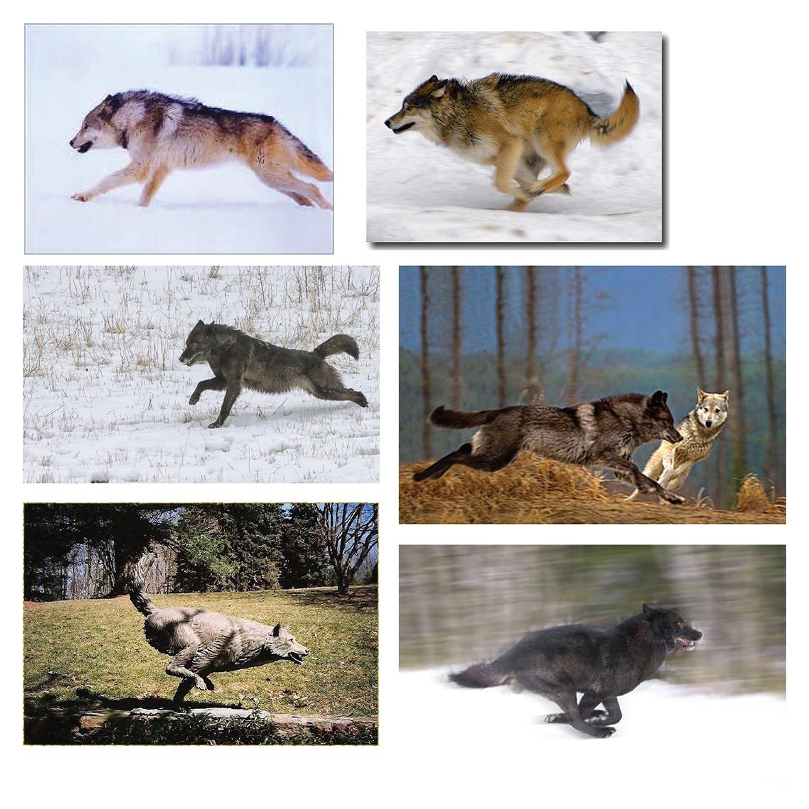 Sneaking Wolf | Skillshare Student Project