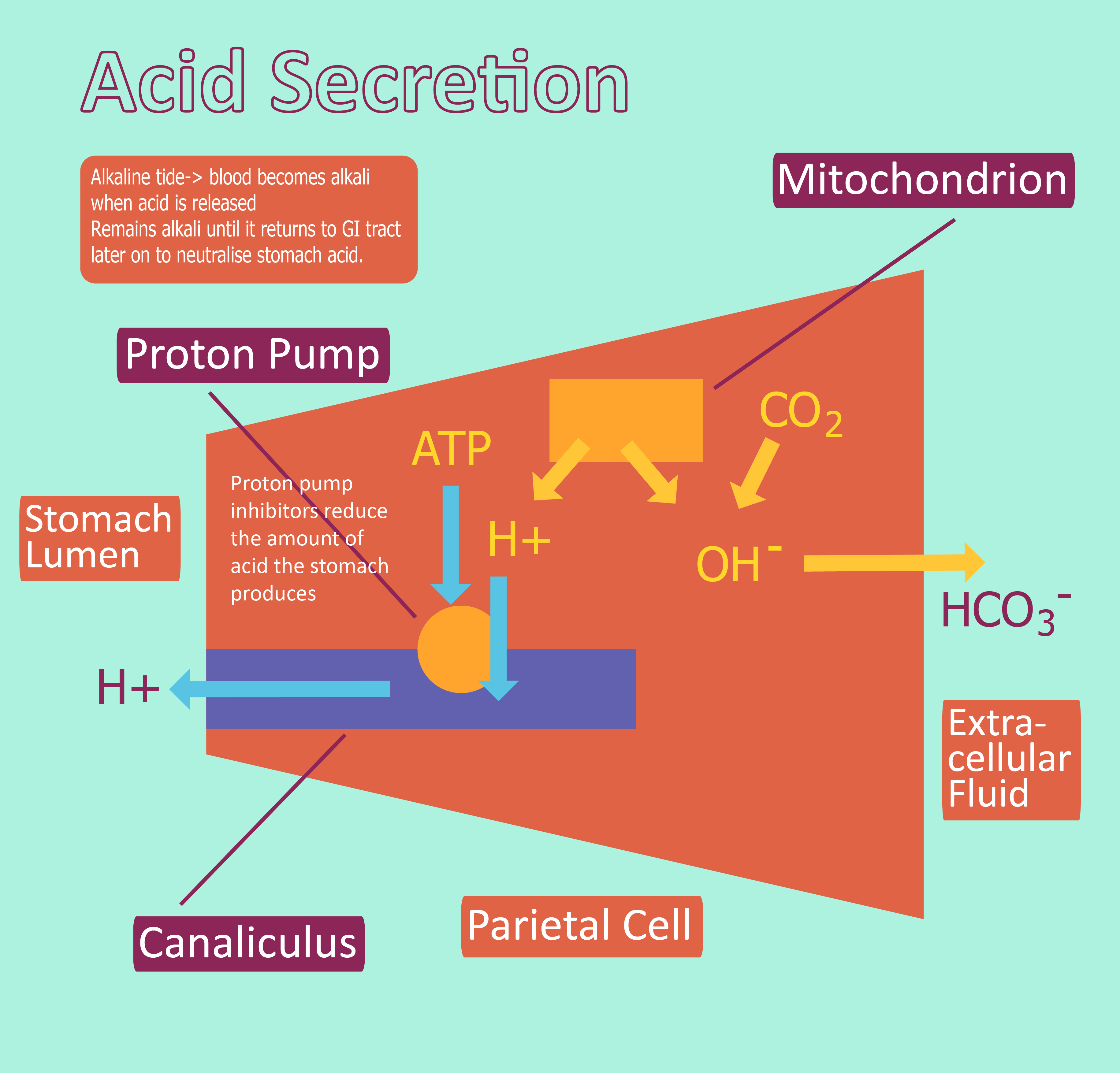 Acid Production Hydrochloric Acid Regulation TeachMePhysiology Acid Production Hydrochloric Acid Regulation TeachMePhysiology