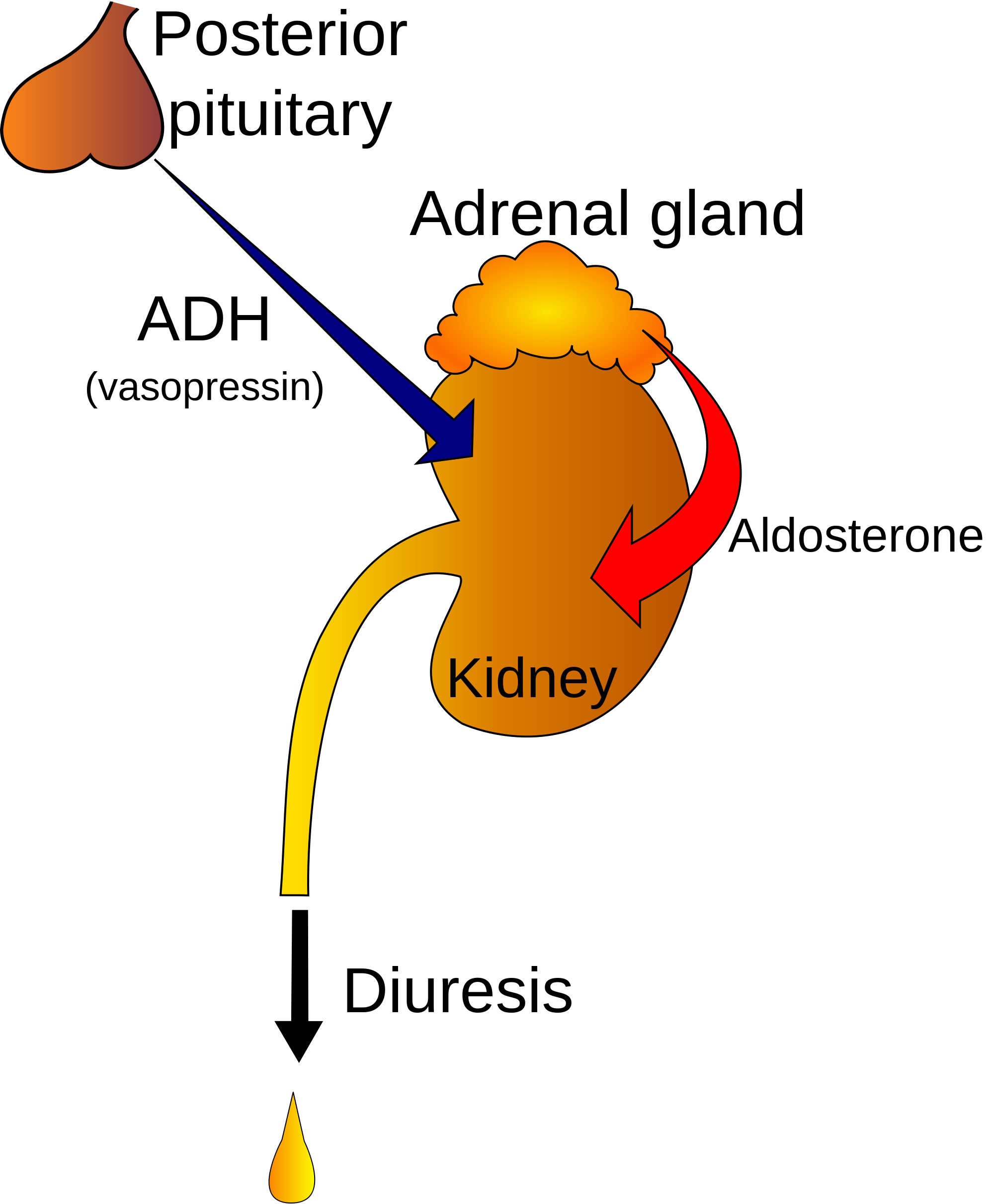 Antidiuretic Hormone ADH Synthesis Release Action Antidiuretic Hormone ADH Synthesis Release Action