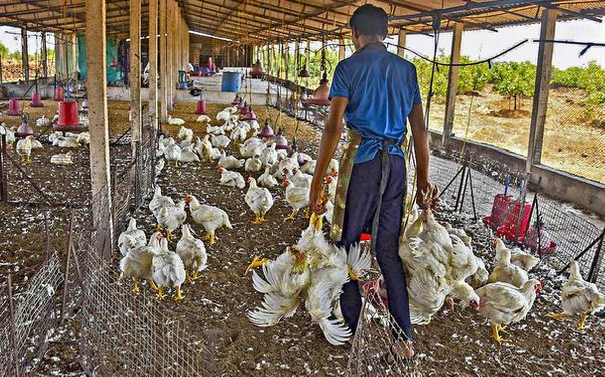 Shortage Of Poultry Feed Fresh Chicken Prices To Increase The