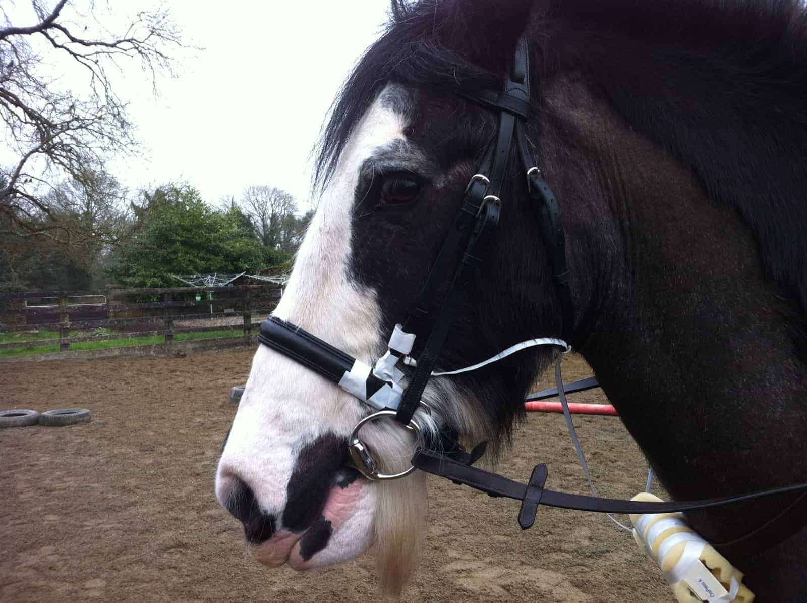 Researchers Measure Horses' Noseband Pressure – The Horse