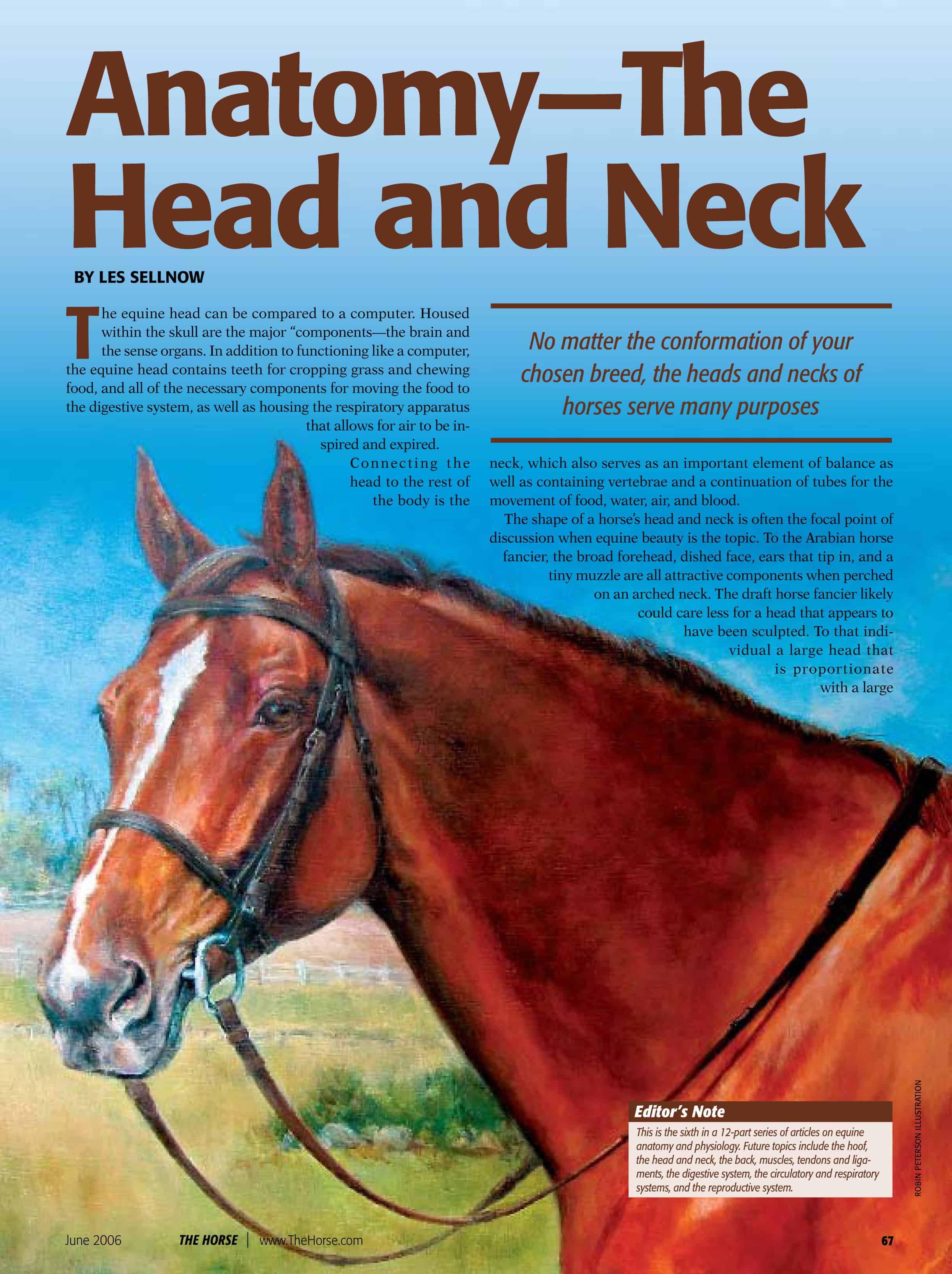 Anatomy -- The Head and Neck – The Horse