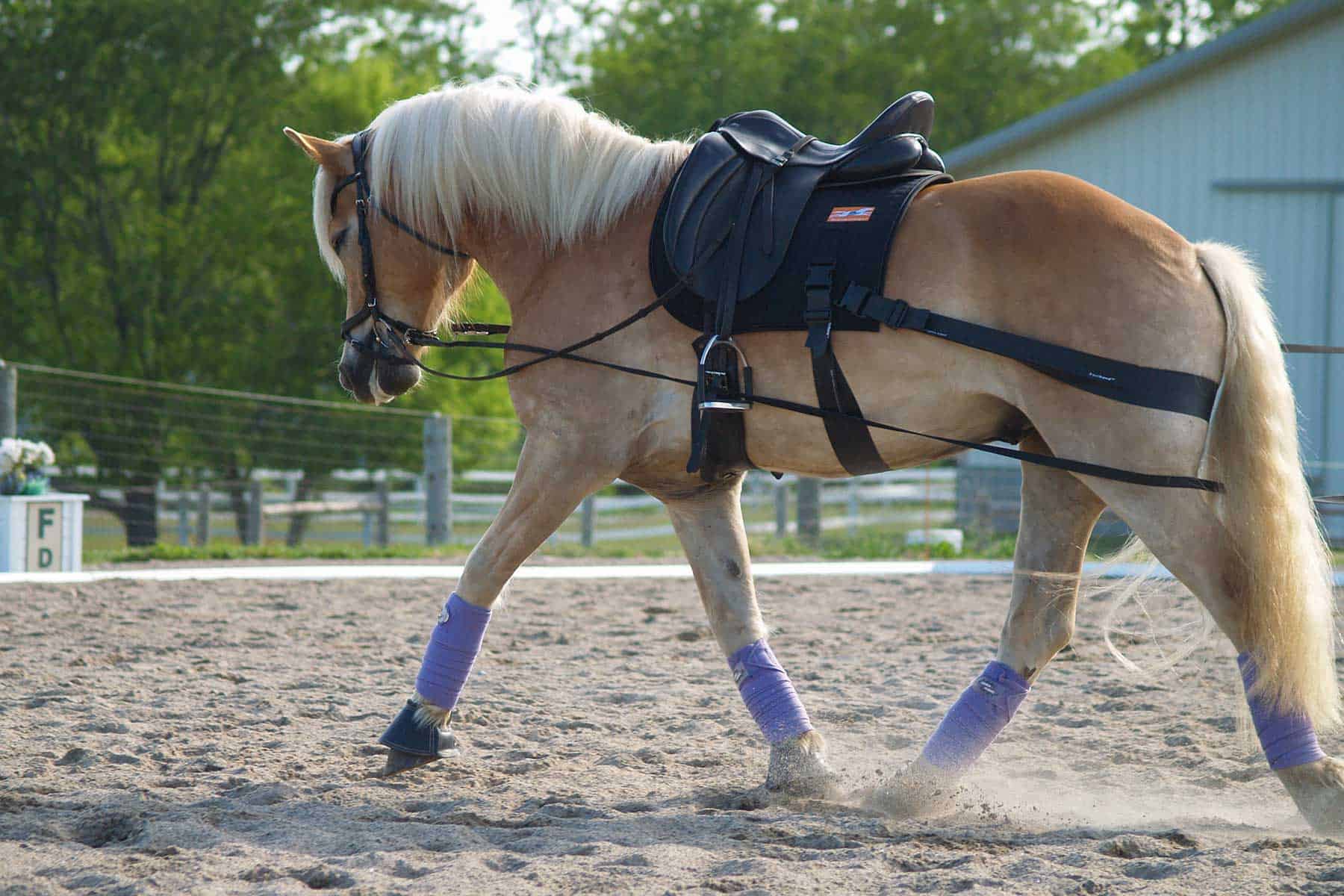 Proprioception and Strength Training Techniques for Horses – The Horse