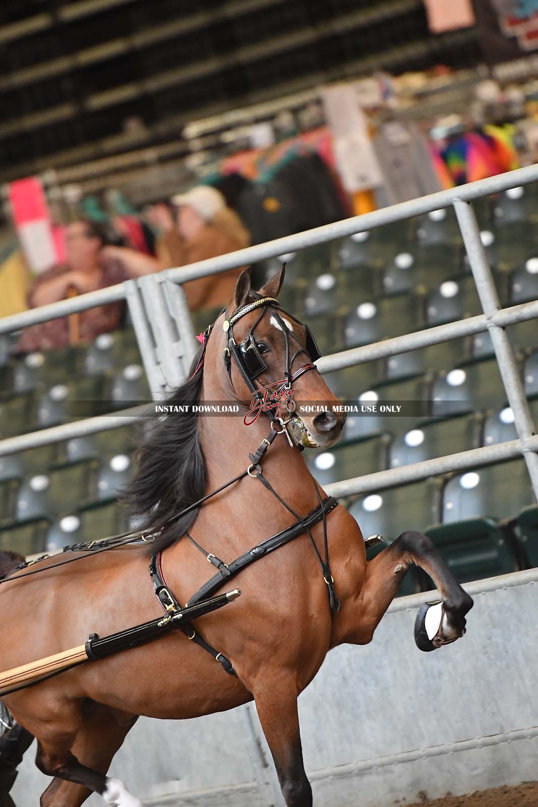 Thur Evening 6:00pm - Classes #20-42 - 24.) ASB Five Gaited Limit Horse ...