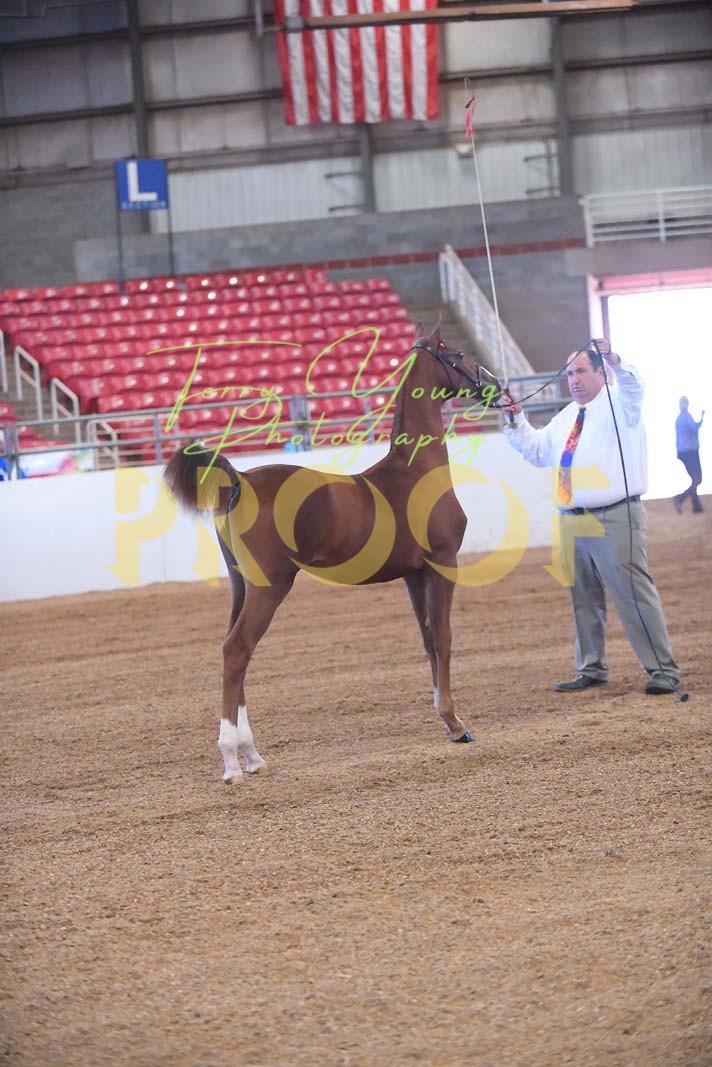 Sat. Evening - 5:30pm - Classes #092-130 - Horse Show Proofs - 2023 - T ...