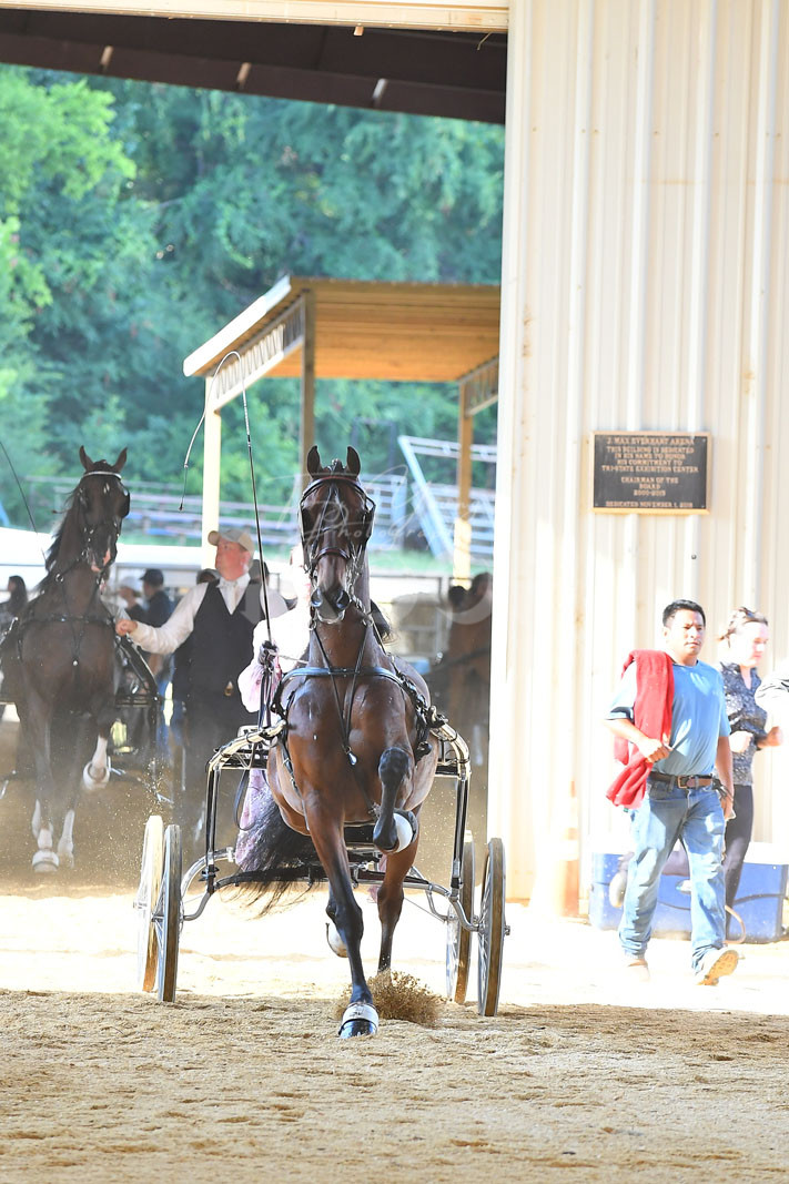 Thur. Evening 6:00pm - Classes #56-77 - Horse Show Proofs - 2024 - J ...