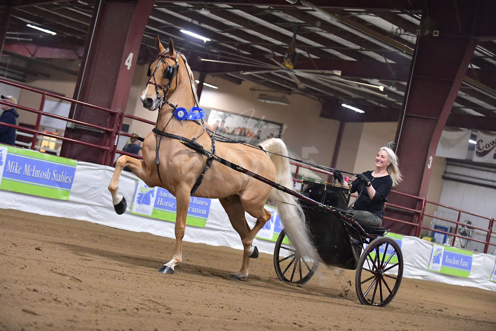 Sat. Morn 9:00am - Classes #48-75 - Horse Show Proofs - 2025 - A.) IN. Spring warm Up Show ...