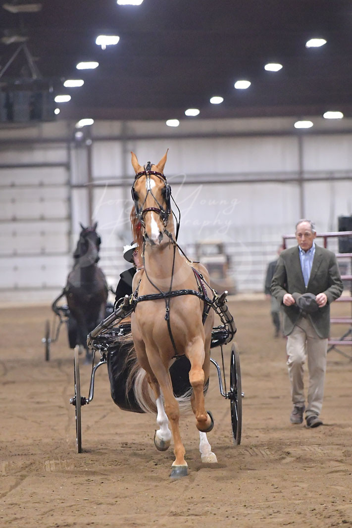 Sat. Evening 6:30pm - Classes #095-118 - Horse Show Proofs - 2025 - A.) IN. Spring warm Up Show ...