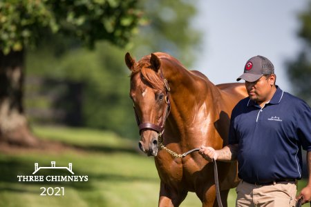 Three Chimneys 2021 Stallion Brochure