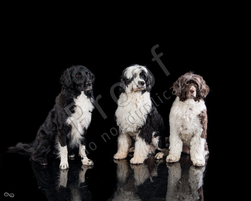 Valliant - Portrait Proofs - 4TheDogs Photography