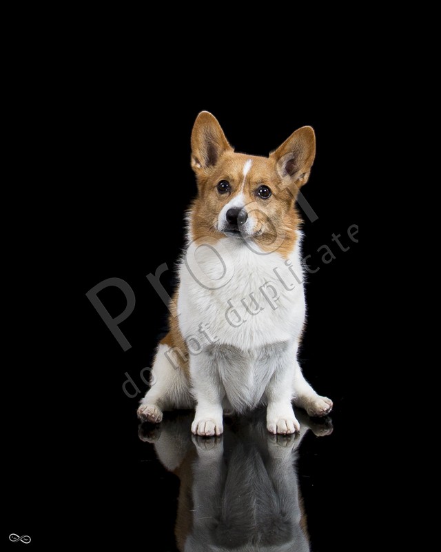 Rice - Portrait Proofs - 4TheDogs Photography #1