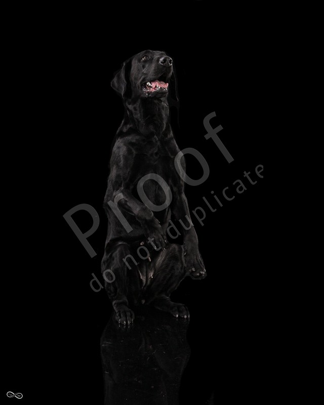 White - Portrait Proofs - 4TheDogs Photography