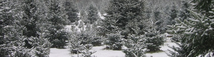 Eastern Gate Baptist Church - Choosing a Tree, Part 2