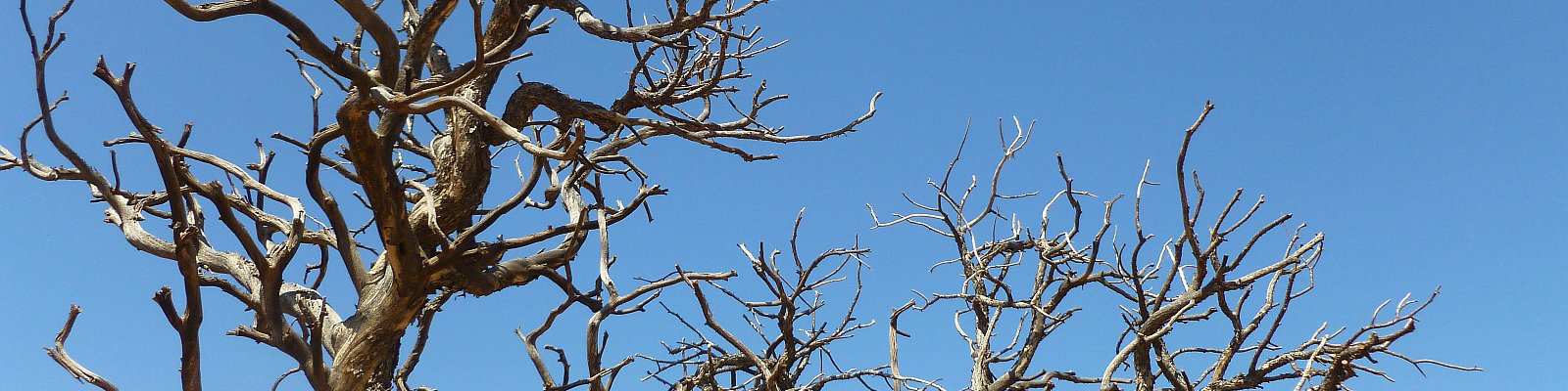 Lessons from the Fig Tree: The Judgment of Fruitlessness - Grace ...