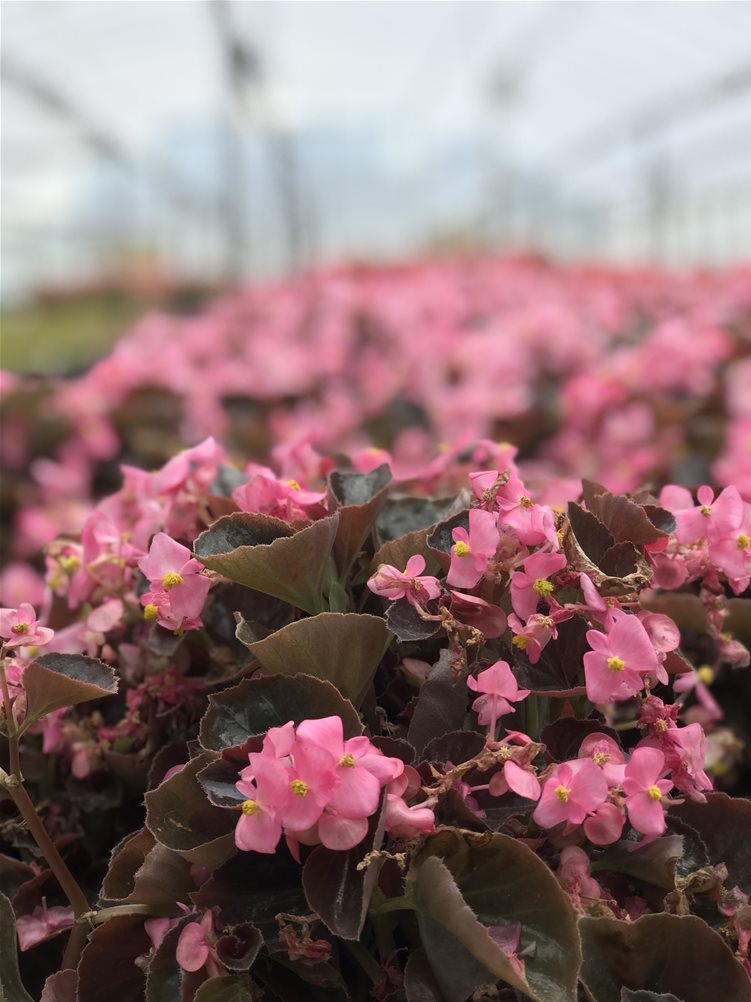 Plant World Nursery plant-world-nursery