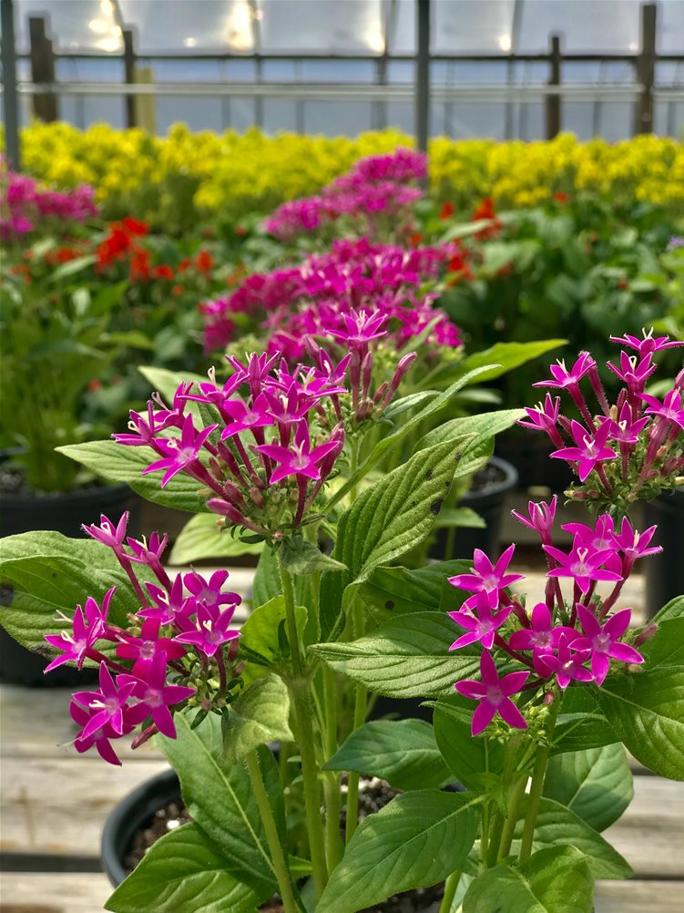 Plant World Nursery Plant World Nursery