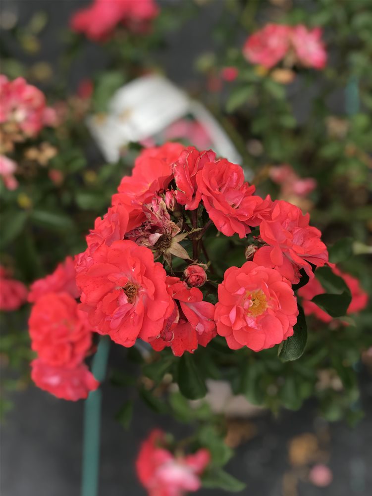 Plant World Nursery Plant World Nursery