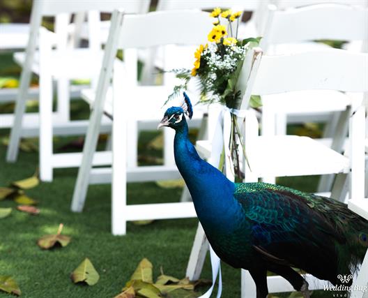 Gallery | Wedding Bug