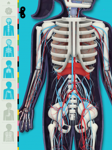 The Human Body—Animated | Touch and Go | School Library Journal