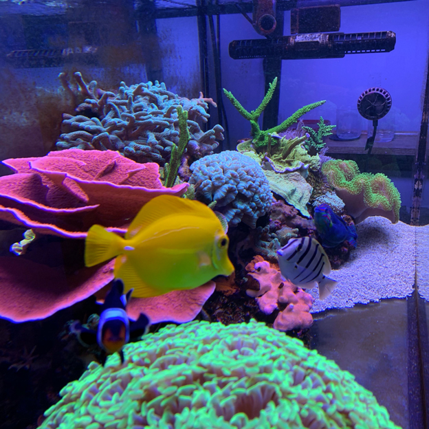 A Slice of Ocean Heaven in Your Home! Adam's 75 Gallon Mixed Reef Tank ...