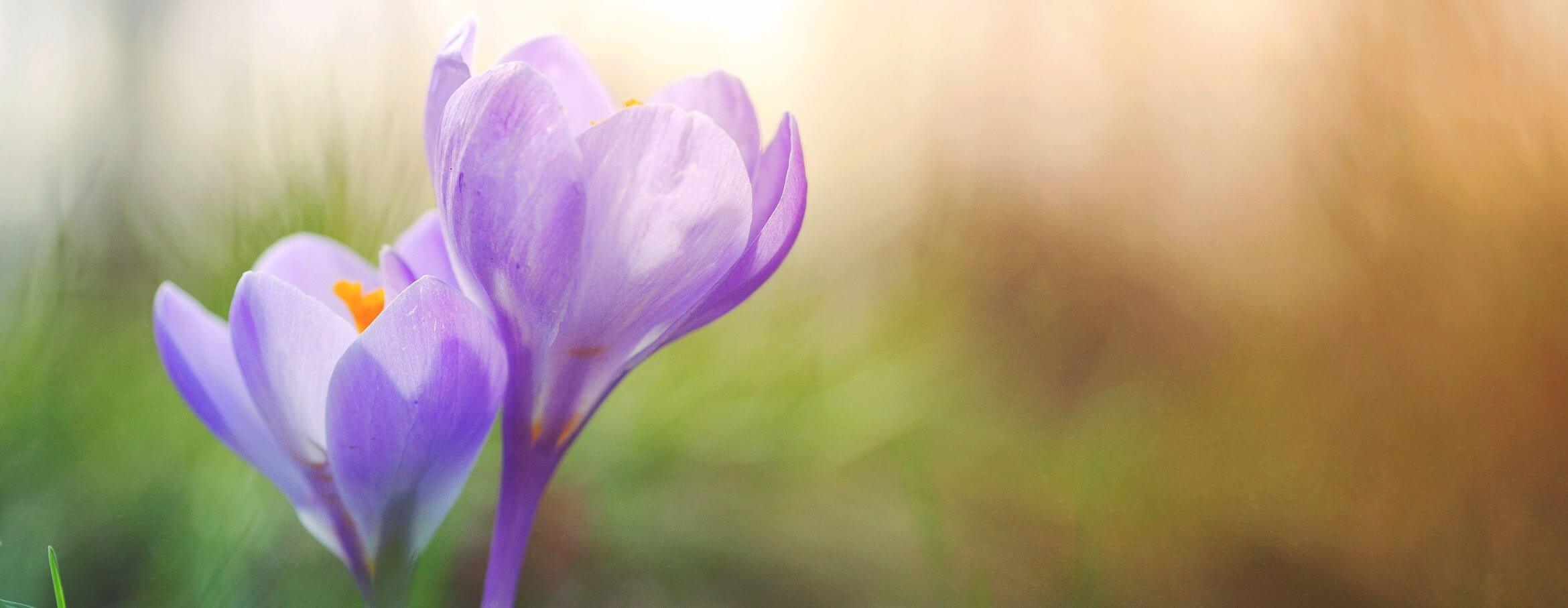Ridgemont Mortuary | Houston TX funeral home and cremation