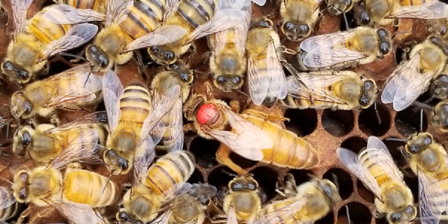 Home - Honey Bee Veterinary Consortium