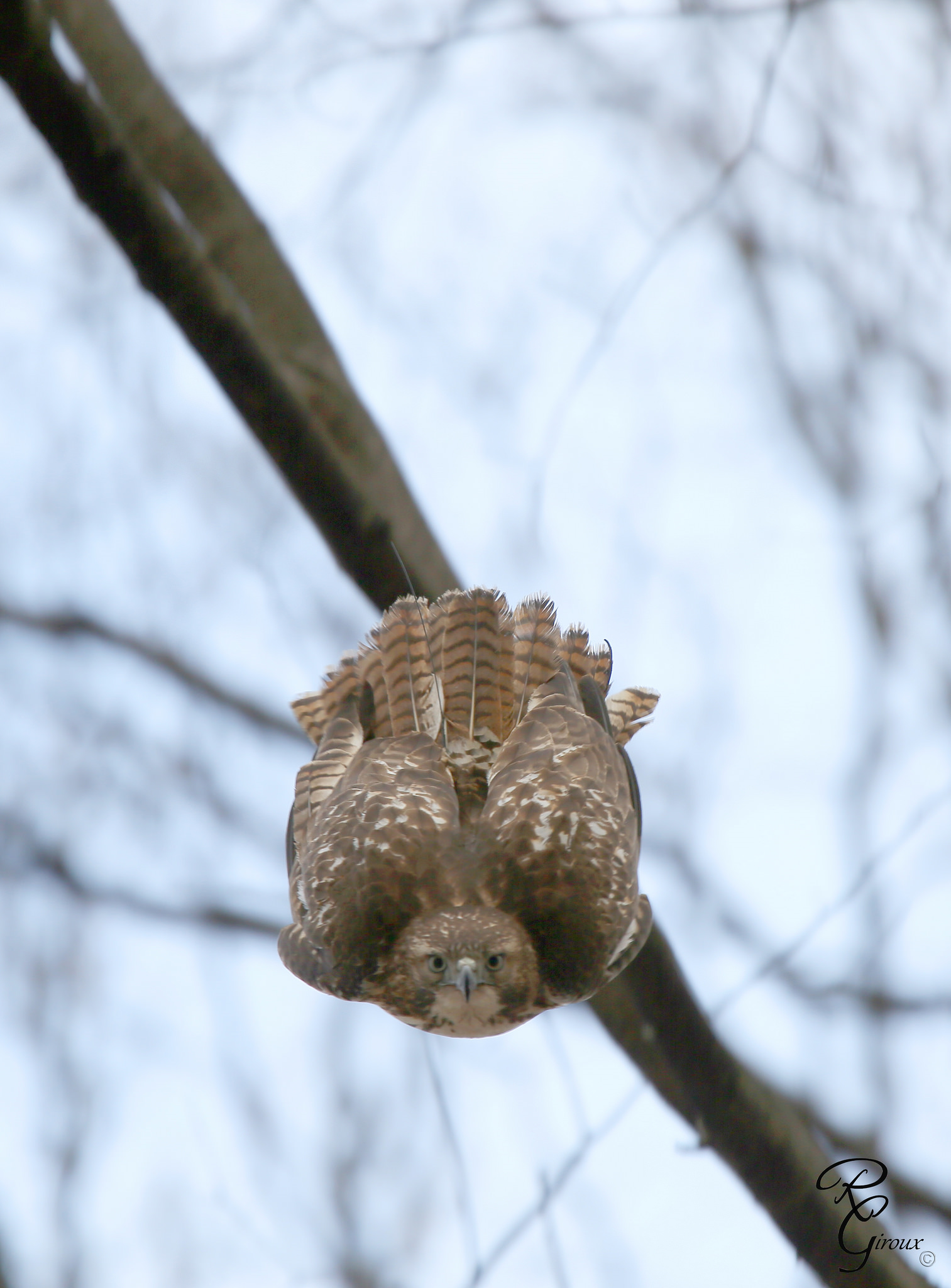 Turkey the Red-Tailed Hawk enjoying a sunset after catching a limit of ...