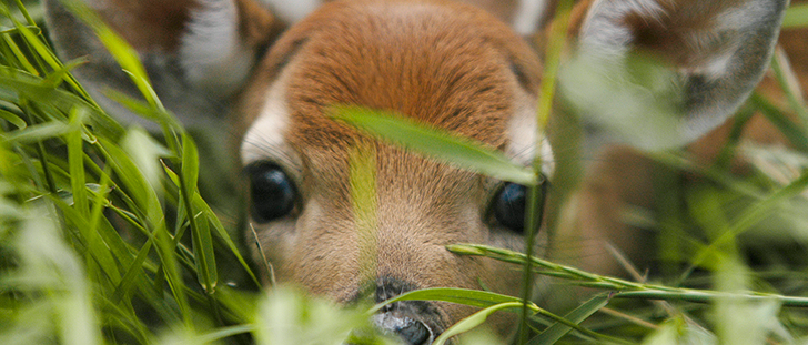 Home - DeVries Nature Conservancy