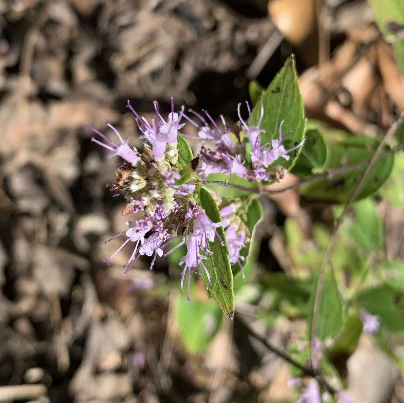 CAMN - Arkansas Master Naturalists